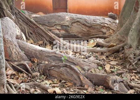 Iroko tree at entrance to temple, Temple of Pythons, Ouidah, Benin ...