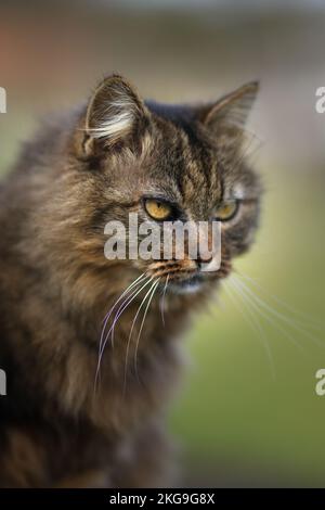 A vertical shot of a gray long-haired cat on the firewood in sunlight ...