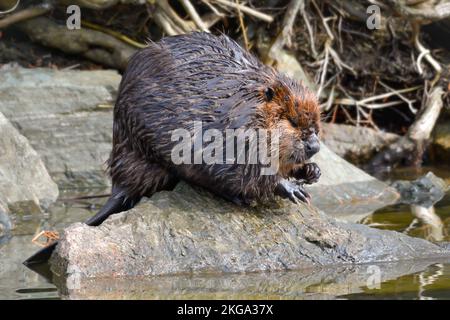 A sleepy Canadian Beaver resting on a big rock after coming out of ...