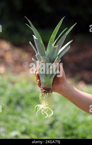 grow pineapple at home Stock Photo - Alamy