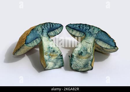 Two halves of the edible mushroom Gyroporus cyanescens, commonly known ...