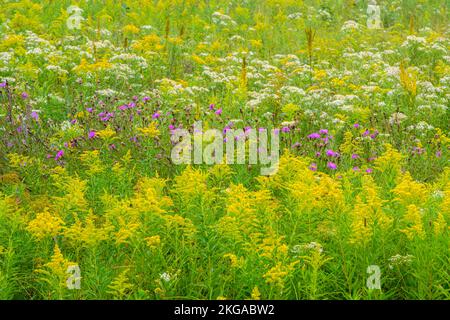 A field of late-summer wildflowers- Aster, goldenrod and thistle ...