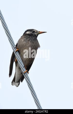 White-cheeked starling perching on the cable Stock Photo - Alamy