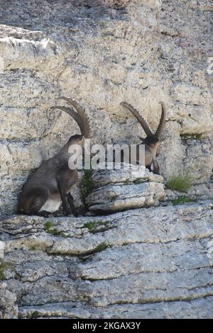 Alpine ibex (Capra ibex, Capra ibex ibex), resting in beautiful ...