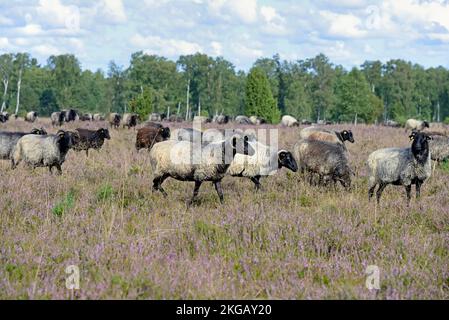Heathland (Ovis aries) Oberoher Heide, Heidschnucken in the flowering ...