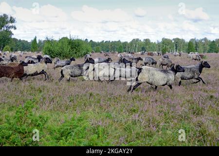 Heathland (Ovis aries) Oberoher Heide, Heidschnucken in the flowering ...