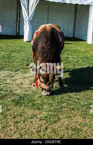 Brown bull with traditional Turkish fabric on it on green grass in ...