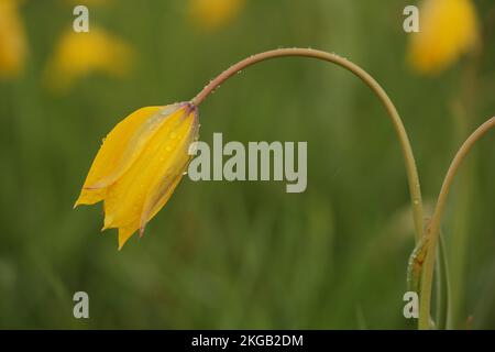 Wild tulip (Tulpia sylvestris), flower with pistil and pistil, open ...