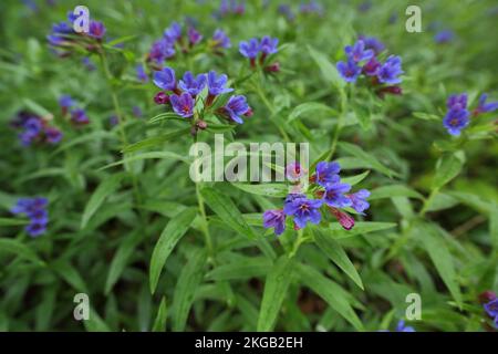 Otto von Bismarck, group family photograph, 1895 Stock Photo - Alamy