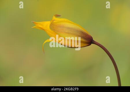 Wild tulip (Tulpia sylvestris), flower with pistil and pistil, open ...