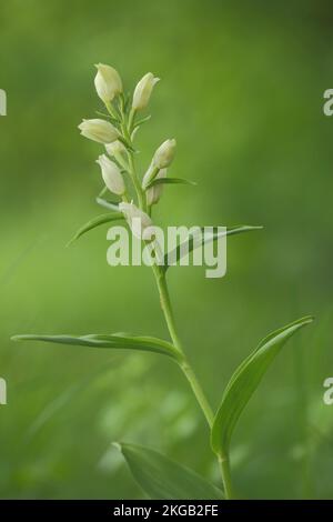 White Helleborine (Cephalanthera damasonium), Orchid Stock Photo - Alamy