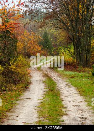 Peaceful dirt trail winding through a dense birch forest with fresh ...