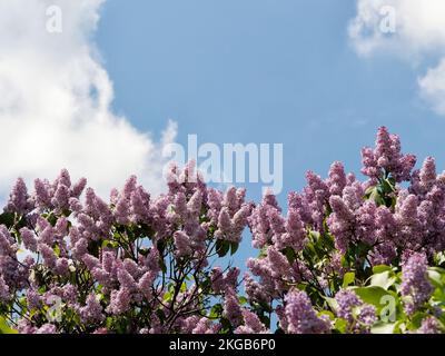 Brunches on green sky with copy space Stock Photo - Alamy