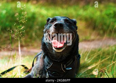 A portrait of a cute black happy Patterdale Terrier dog smiling sitting ...