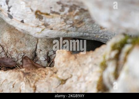 Mouse in the forest, spring time Stock Photo - Alamy