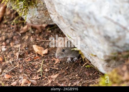 Mouse in the forest, spring time Stock Photo - Alamy