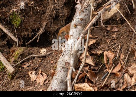 Mouse in the forest, spring time Stock Photo - Alamy