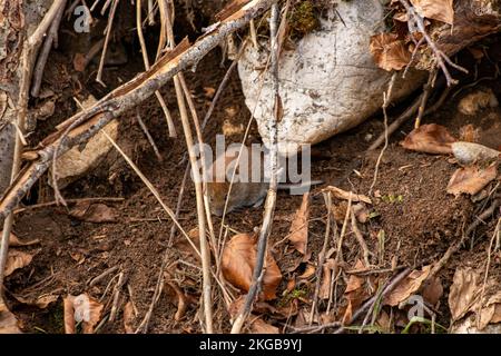 Mouse in the forest, spring time Stock Photo - Alamy