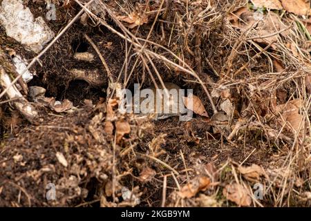 Mouse in the forest, spring time Stock Photo - Alamy