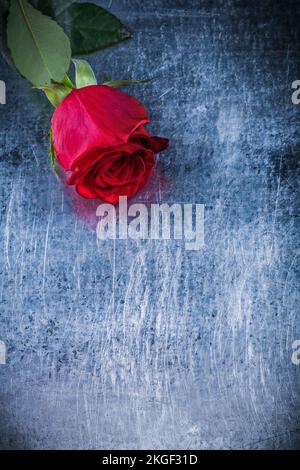 Scented red rose on scratched metallic background holiday concept Stock ...