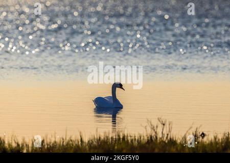 Mute swan on calm water Stock Photo - Alamy
