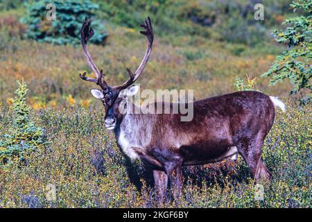 Beautiful wild reindeer with big antlers in the tundra of Norway Stock ...