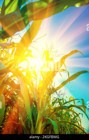 Translucent sun through plants of corn instagram stile Stock Photo - Alamy