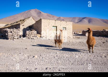 Llamas roaming free on the village of Quetena Grande in the Altiplano ...