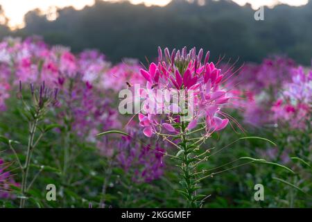 Cleome, decorative plant with large attractive flower spikes. Pink ...