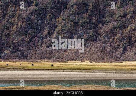 A beautiful shot of the Zhula river in National Wetland Park in Tibet ...