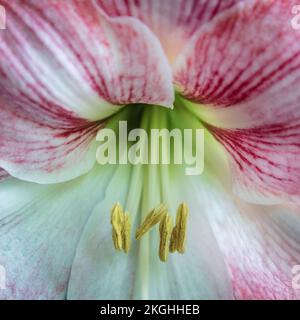 A shallow focus shot of a beautiful Amaryllis flower in a garden Stock ...