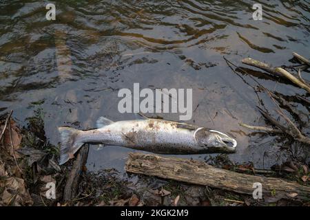 Large Atlantic salmon laying on the river shore. Dead fish washed out ...