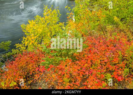 Autumn honeysuckle overlooking Junction Creek, Greater Sudbury, Ontario ...