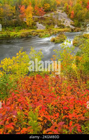 Autumn honeysuckle overlooking Junction Creek, Greater Sudbury, Ontario ...