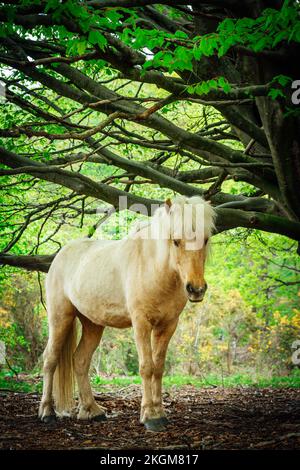 Horse under a tree Stock Photo - Alamy