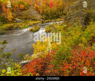 Autumn honeysuckle overlooking Junction Creek, Greater Sudbury, Ontario ...
