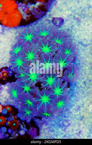 Clavularia clove polyps - Clavulariidae spp Stock Photo - Alamy