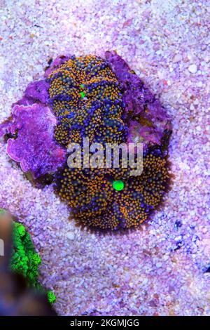 Orange Ricordea florida mushroom soft coral Stock Photo - Alamy