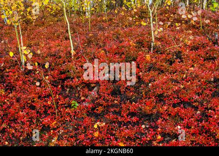 Aspen saplings and blueberry bushes in autumn, Greater Sudbury, Ontario ...