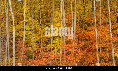 Autumn oak and aspen colour under tall aspen tree trunks, Greater ...