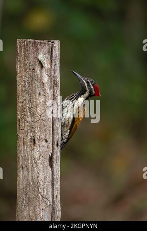The Birds of India: Lesser Golden-backed Woodpecker in Kerala, India ...