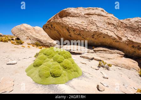 Altiplano Boliviano or High Plains in Nor Lipez Province, Potosi ...