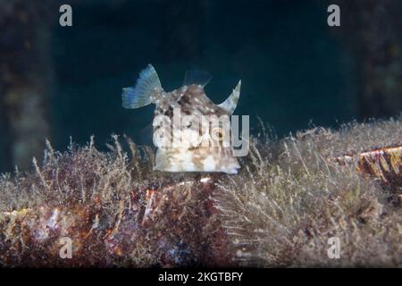planehead filefish, stephanolepis hispidus Stock Photo - Alamy