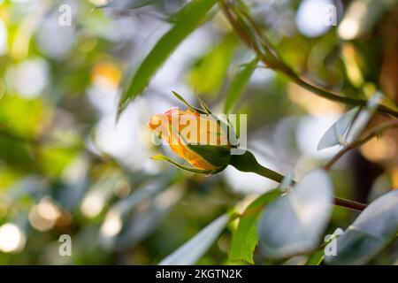 Yellow rose flower start blooming in the rose garden. beautiful ...