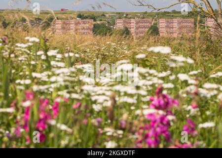 Whitehawk Estate from Whitehawk Hill. Brighton, Sussex, UK Stock Photo ...