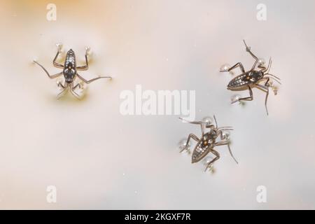 Water-crickets Velia caprai on the surface of a shady upland stream ...