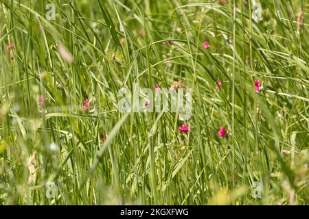 Grass Vetchling (Lathyrus nissolia). Sussex, UK Stock Photo - Alamy