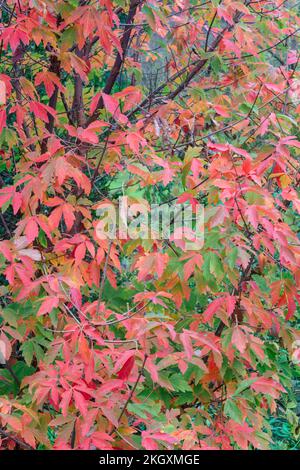Snake bark Maple, Acer Griseum, with Autumn leaves Stock Photo - Alamy