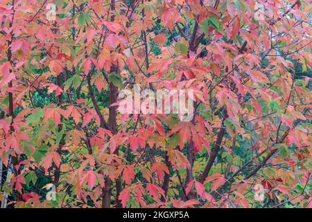 Snake bark Maple, Acer Griseum, with Autumn leaves Stock Photo - Alamy