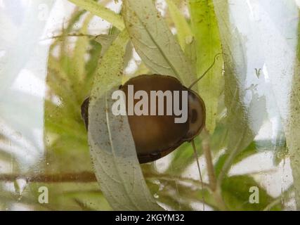water snail in bowl in front of white background Stock Photo - Alamy